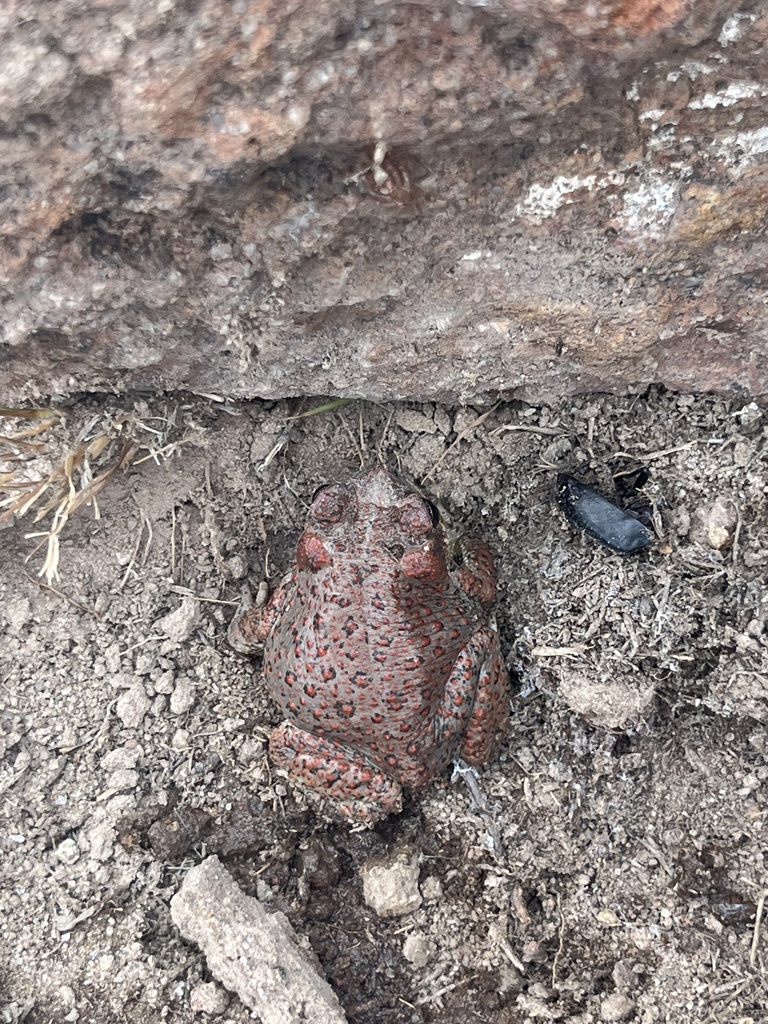Red-spotted Toad from San Luis Potosí, San Luis Potosí, MX on July 10 ...