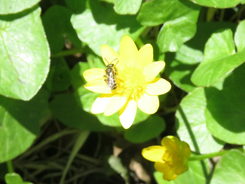 Confusing Furrow Bee from 431 E Rd, Milton, VT 05468, USA on April 30 ...