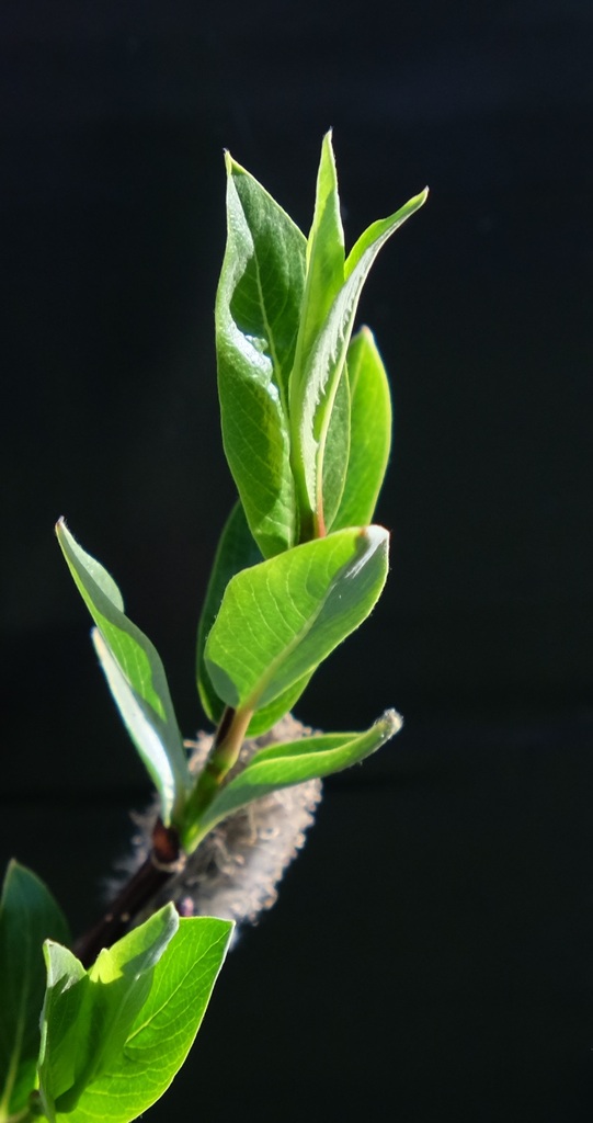 Arizona Willow (Salix arizonica) - Botanical Realm