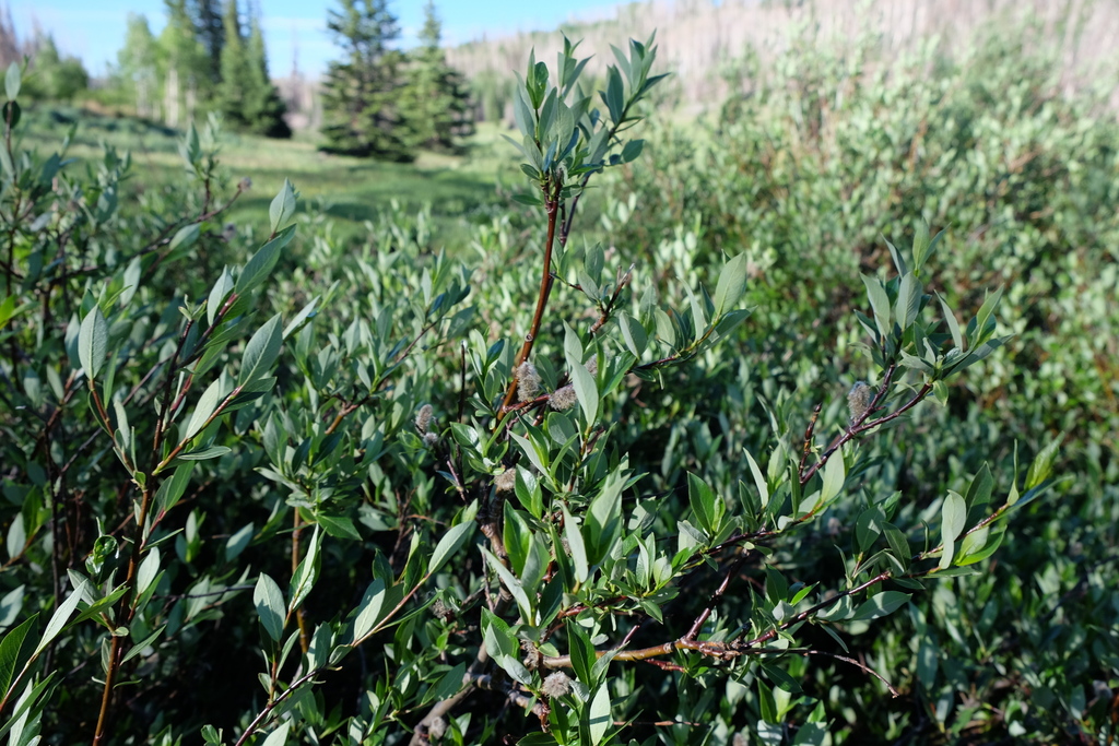 Arizona Willow (Salix arizonica) - Botanical Realm