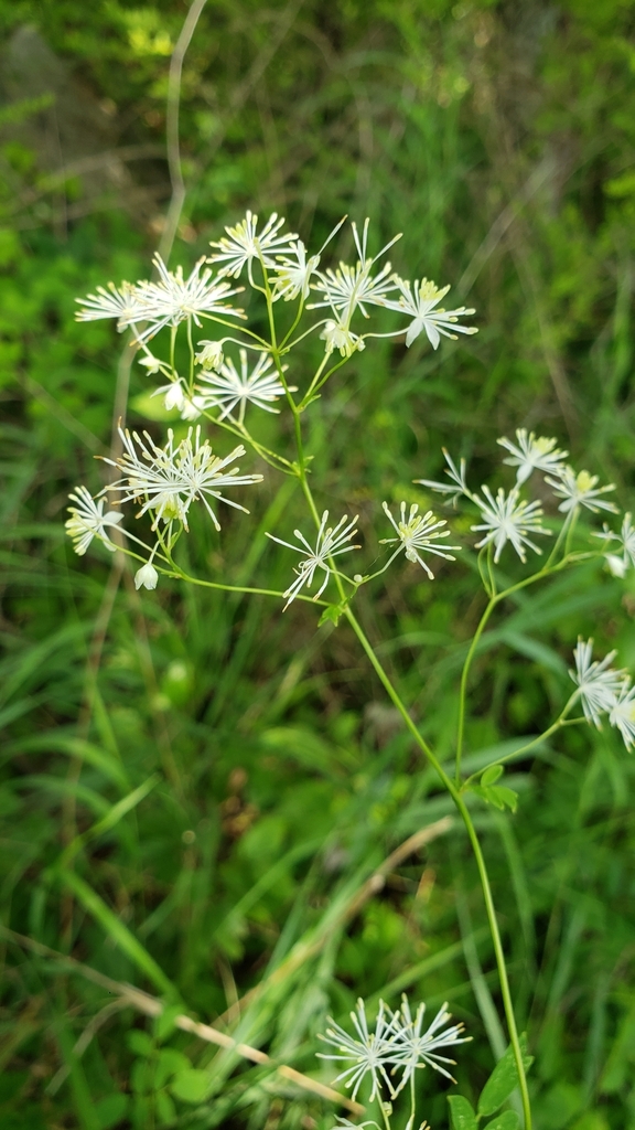 tall meadow-rue in July 2023 by Patricia Butter · iNaturalist