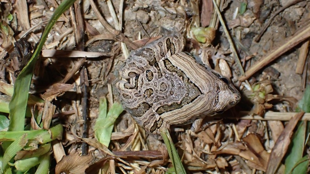 Beautiful Pygmy Frog in July 2023 by ivanhsiu · iNaturalist