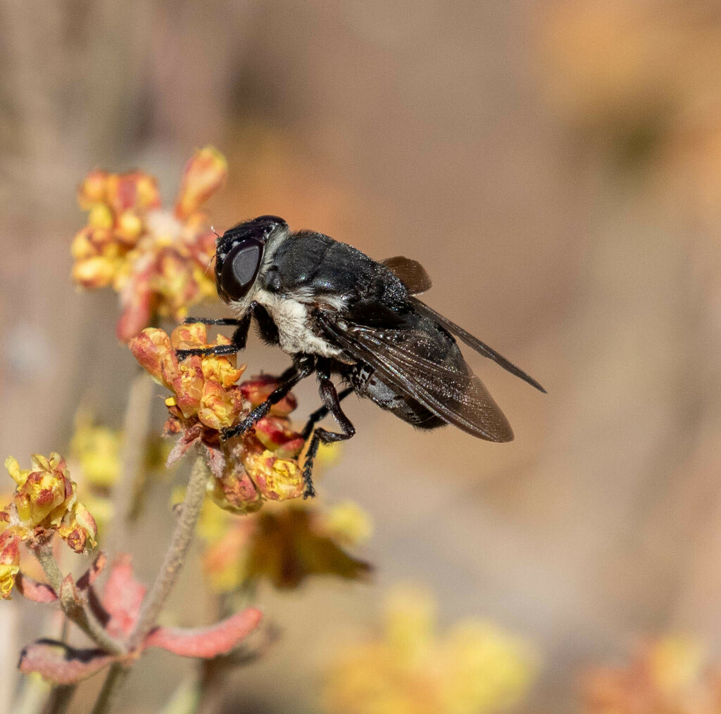 Mouse Bot Fly from Mount Diablo SP Summit Area, Contra Costa County, CA ...