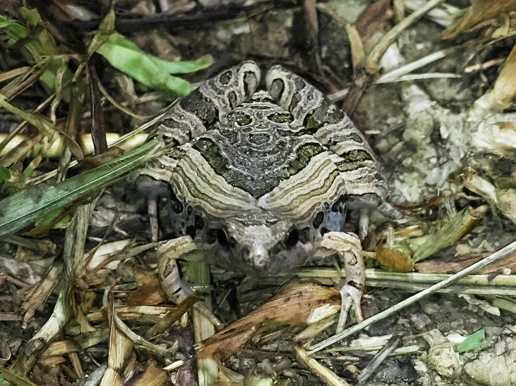 Beautiful Pygmy Frog in July 2023 by ivanhsiu · iNaturalist