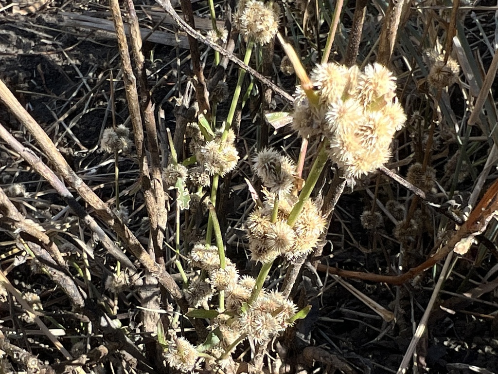 Lesser Joyweed from Barcaldine, QLD, AU on July 9, 2023 at 10:42 AM by ...