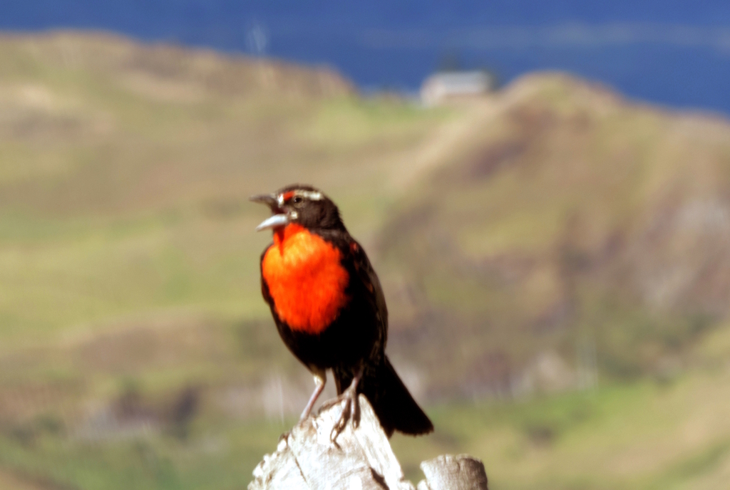 Peruvian Meadowlark from Alausi, Ecuador on July 6, 2023 at 09:28 AM by ...