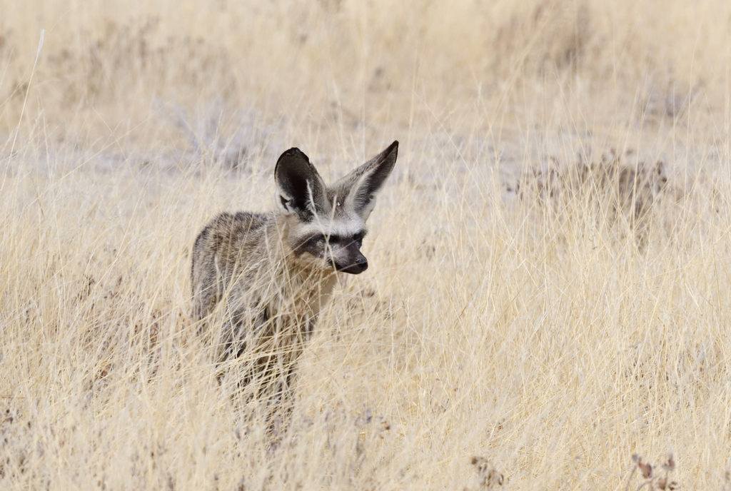 Southern Bat-eared Fox from Oshikoto Region, Namibia on August 26, 2018 ...