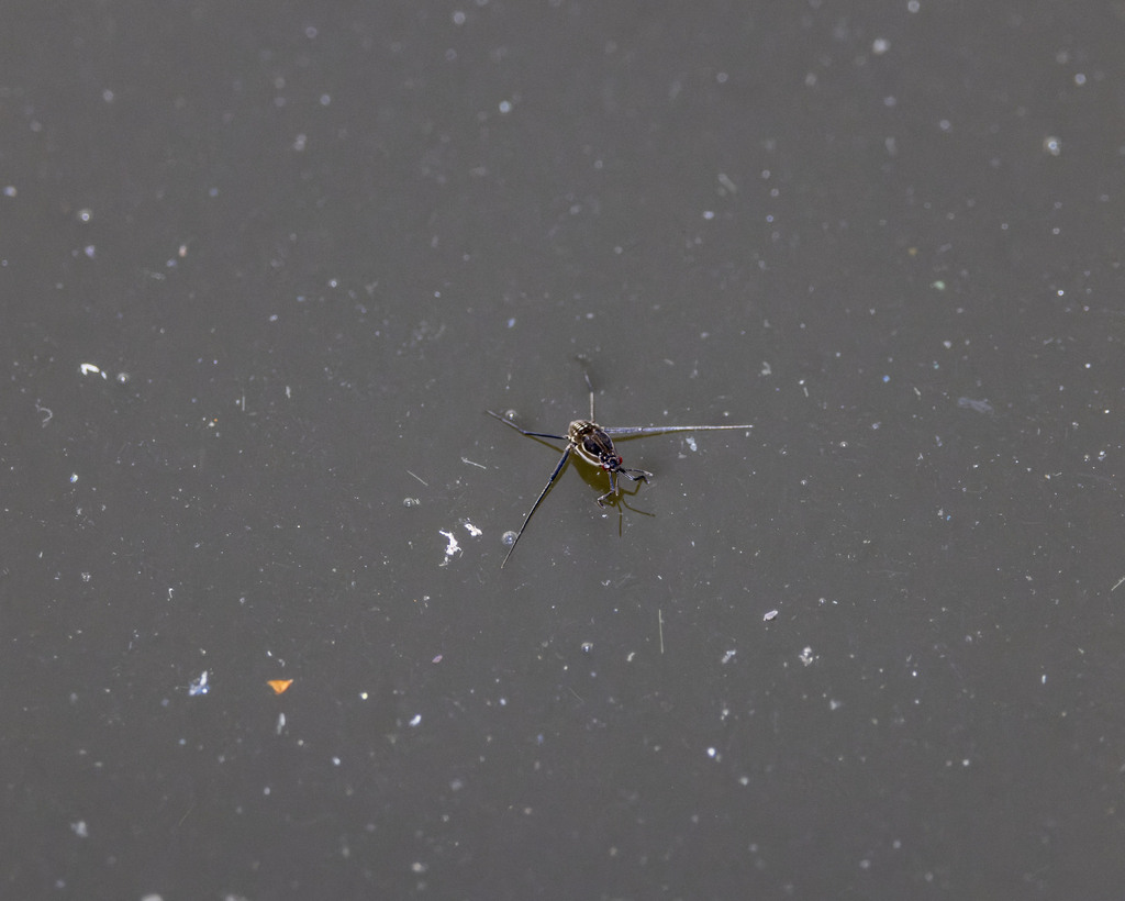 Trepobates from Downers Grove, IL, USA on July 13, 2023 at 05:58 PM by ...