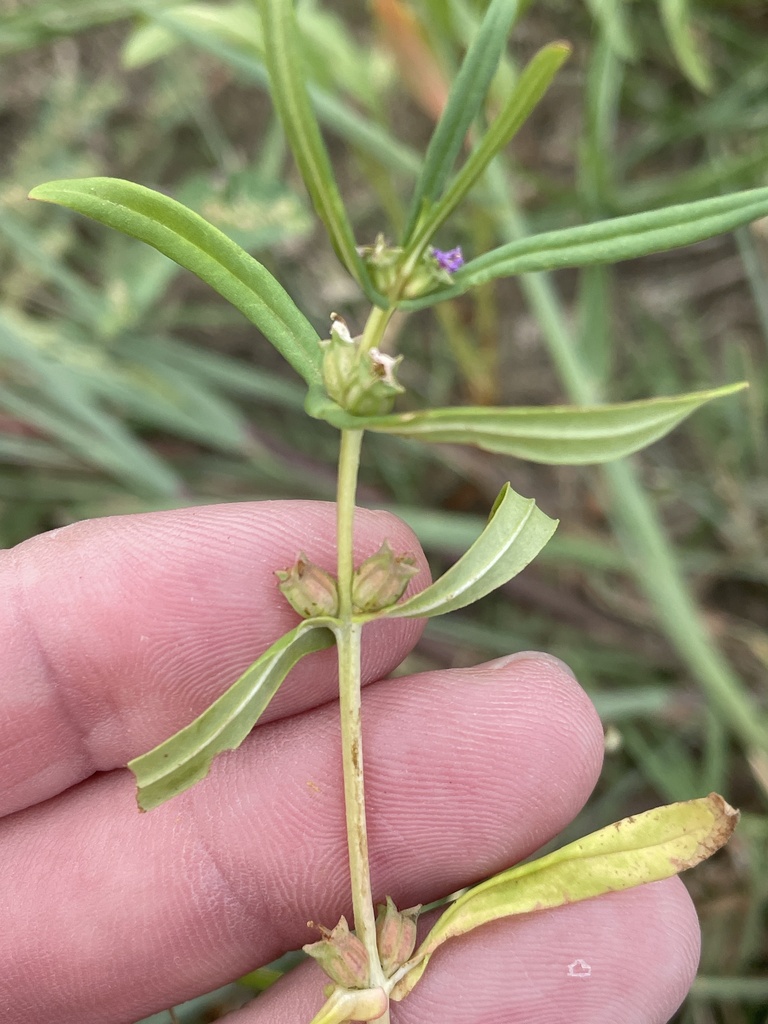 Toothcup from Running Bear Park, Irving, TX, US on July 14, 2023 at 10: ...
