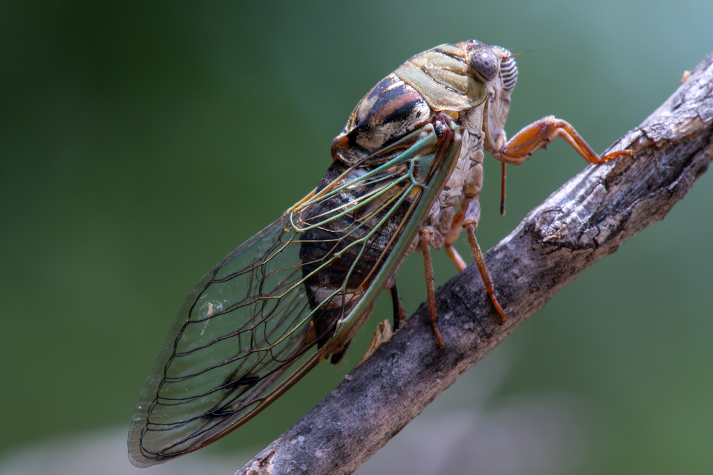 Resh Cicada from Southwest Carrollton, Carrollton, TX, USA on July 11 ...