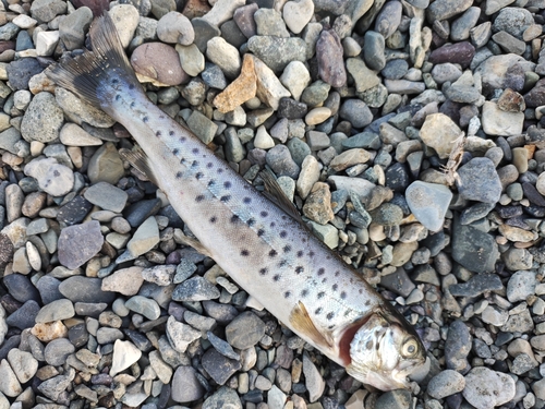 Sevan Trout (Salmo ischchan) · iNaturalist