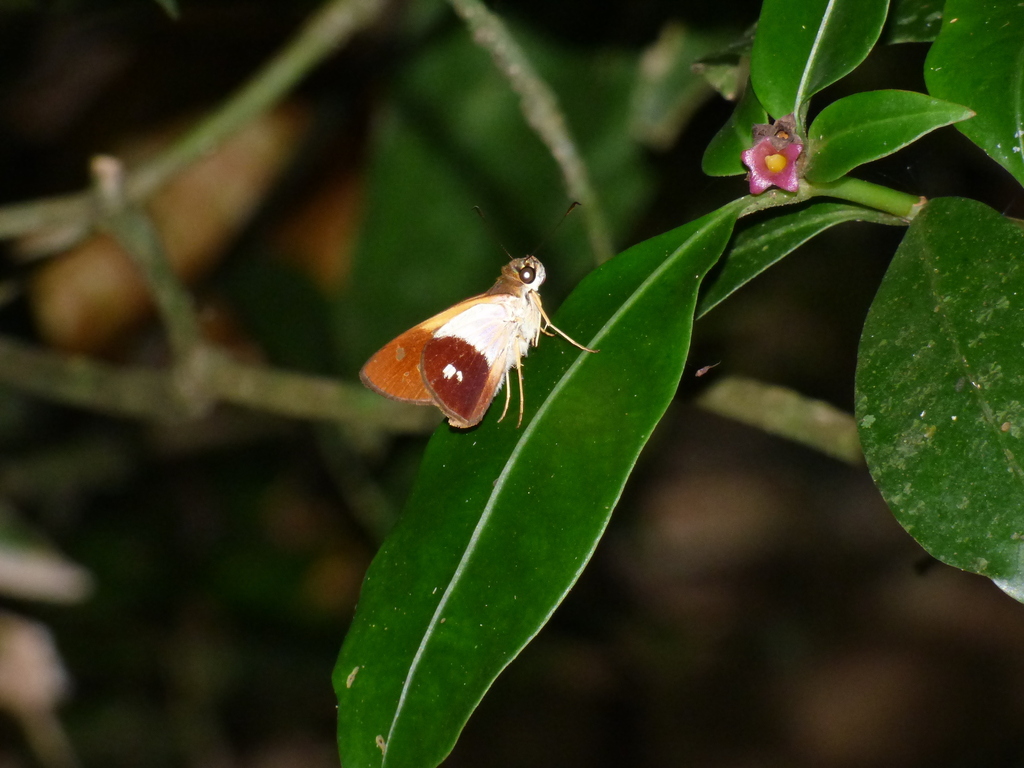 Calpodes from Magé, RJ, Brasil on July 13, 2023 at 11:09 PM by Victor ...