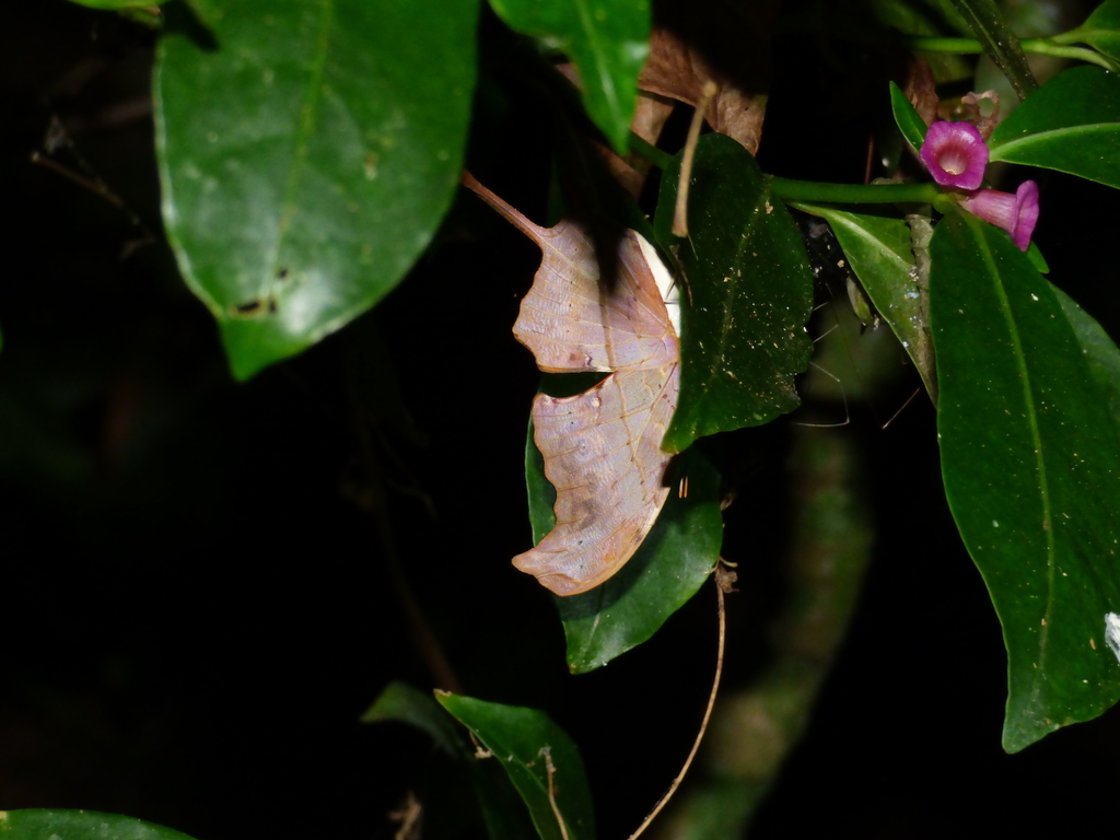 Ruddy Daggerwing from Magé, RJ, Brasil on July 13, 2023 at 11:13 PM by ...