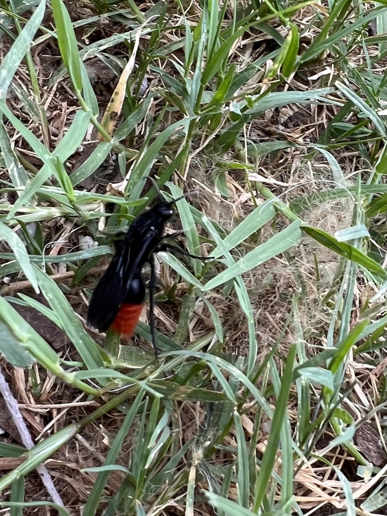Klug's Velvet Ant from Horizon Trace Dr, Azle, TX, US on July 14, 2023 ...