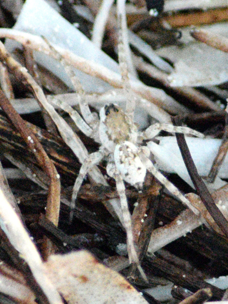 Shoreline Wolf Spider from Freeport, The Bahamas on July 8, 2023 at 05: ...