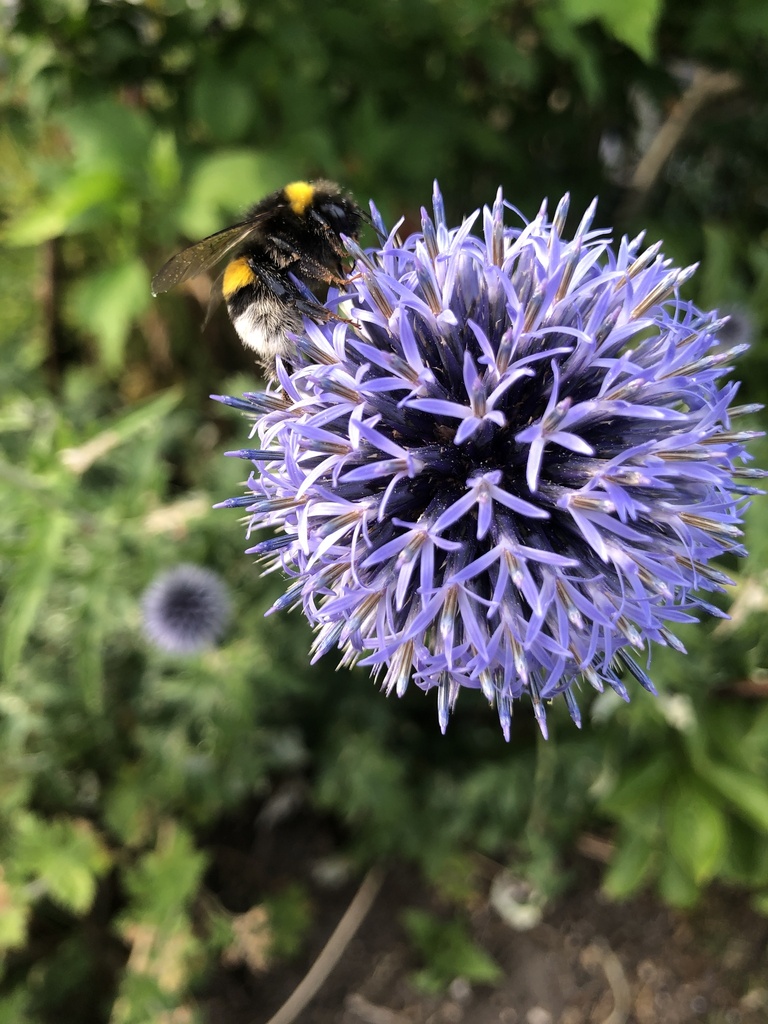 Buff-tailed Bumble Bee from Sjælland, Næstved, Region Sjælland, DK on ...