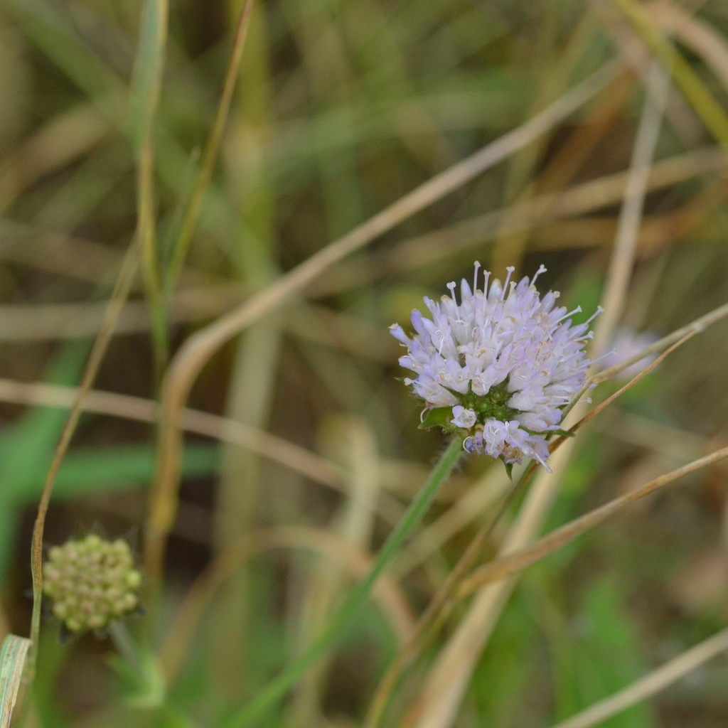 Field Scabious from 293 01 Mladá Boleslav, Česko on July 10, 2023 at 05 ...
