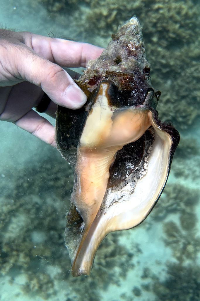 West Indian Chank Shell from City of Freeport, Bahamas on July 8, 2023 ...
