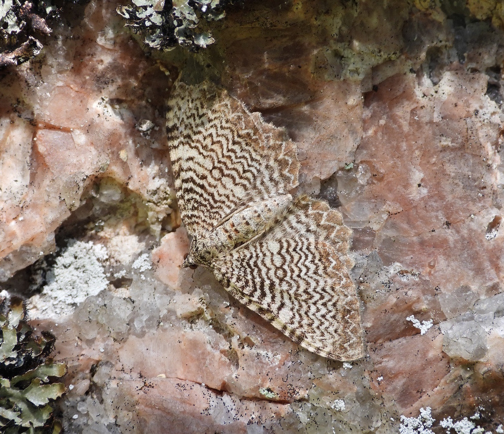 scallop shell moth from Salo, Suomi on July 14, 2023 at 03:35 PM by ...