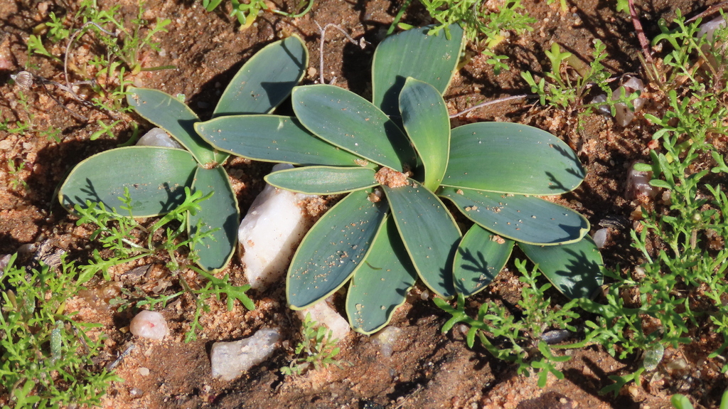 Gethyllis marginata from West Coast District Municipality, South Africa ...