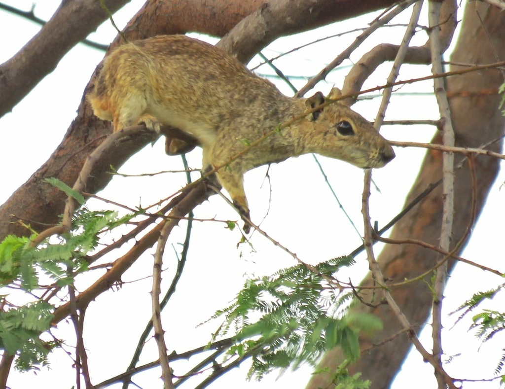 Rock Cavy from Ipueira on May 14, 2022 by alanglauco · iNaturalist