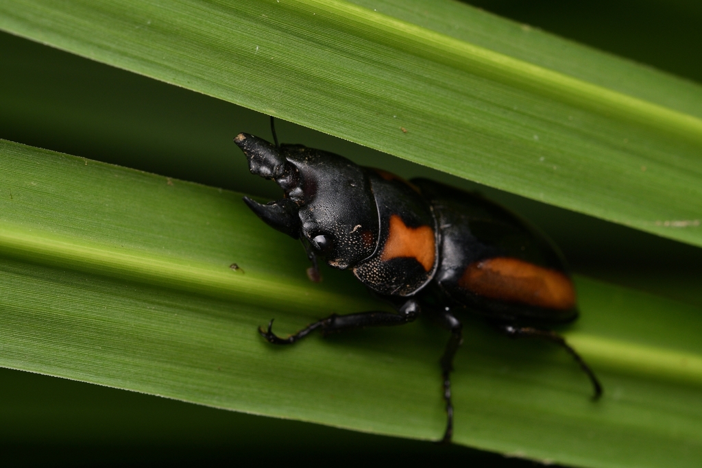 Prosopocoilus biplagiatus in July 2023 by thebladedbird · iNaturalist