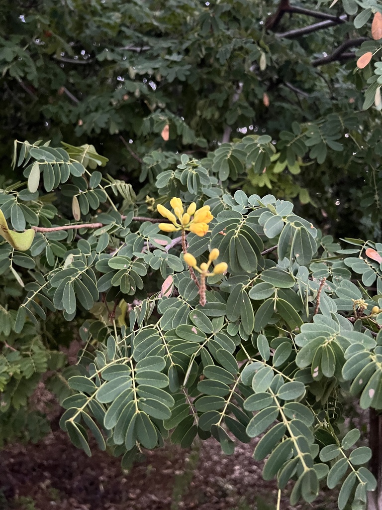Brazilian ironwood (Libidibia ferrea) - Botanical Realm