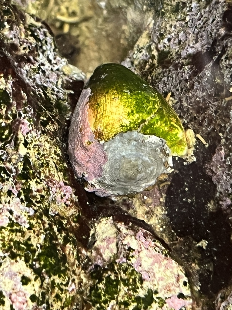 Coronated Cone in July 2023 by alexbarnard · iNaturalist