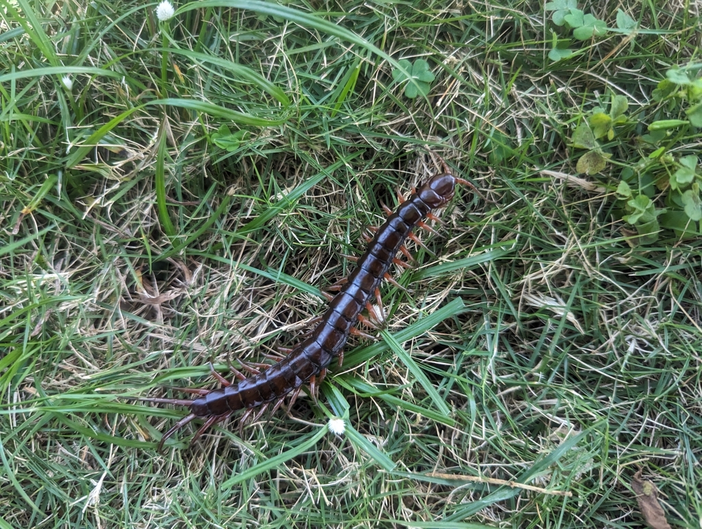 Pacific Giant Centipede from Honolulu County, US-HI, US on July 13 ...