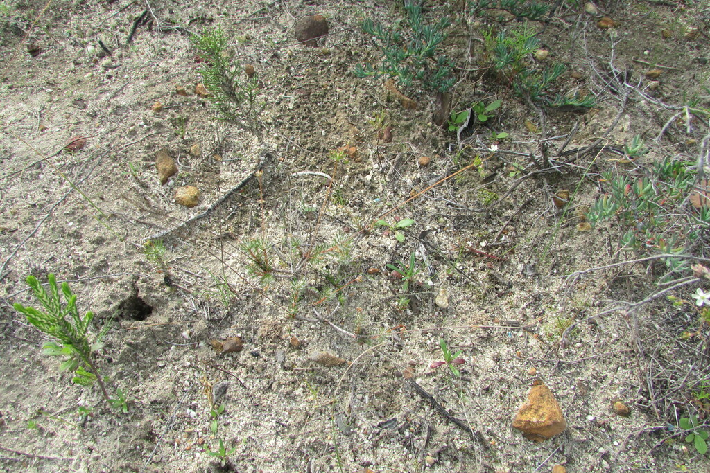 Tall Spookasem from Capri, Cape Town, 7975, South Africa on July 14 ...