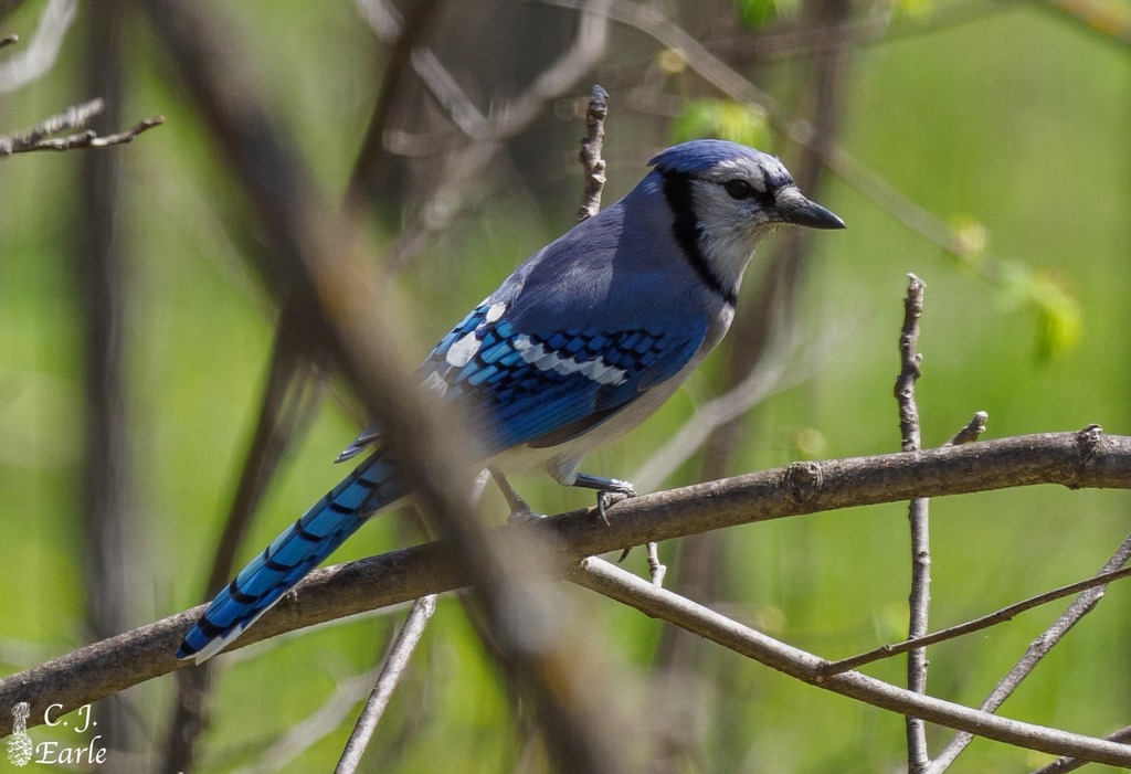 Blue Jay from Sauk County, WI, USA on May 4, 2023 at 10:58 AM by ...