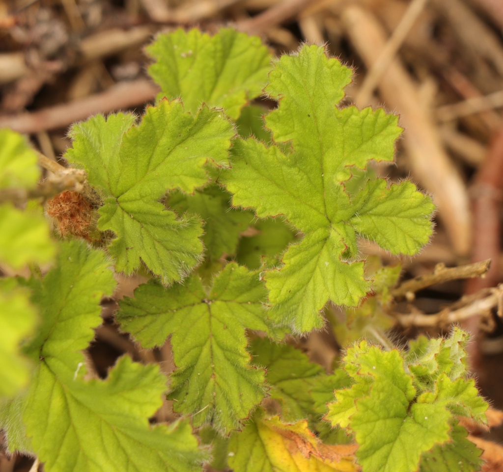 rose-scented geranium from Brenton-on-Sea, southern Cape on February 4 ...