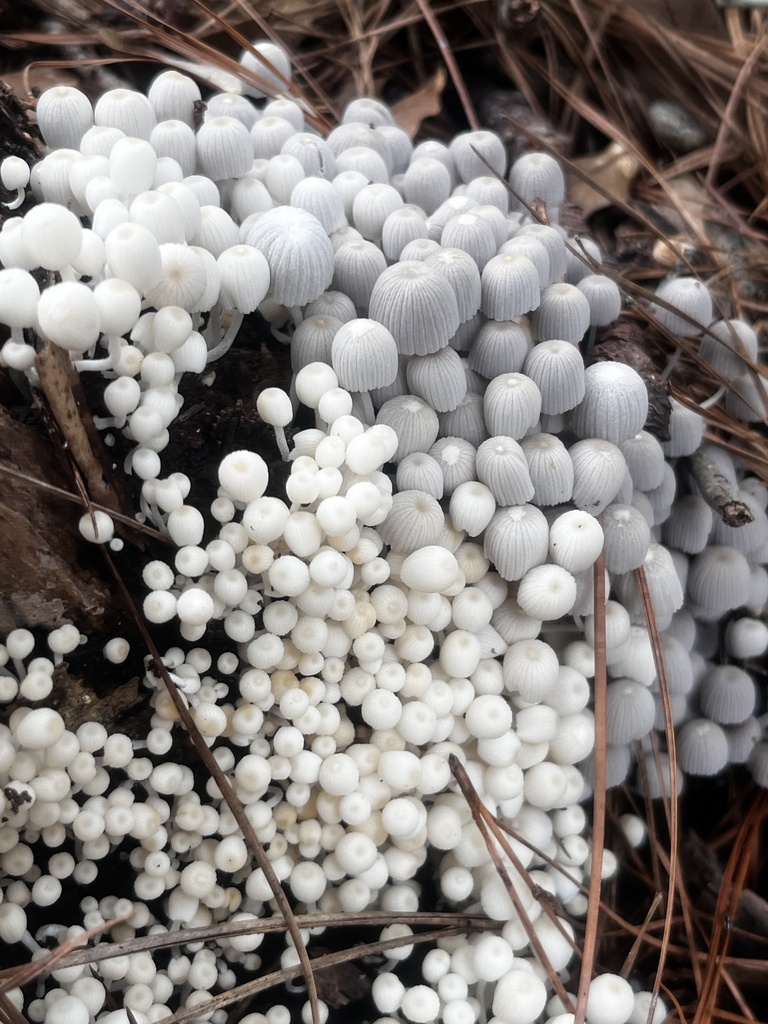 Trooping Crumble Cap from N Bayou Dr, Elberta, AL, US on July 14, 2023 ...