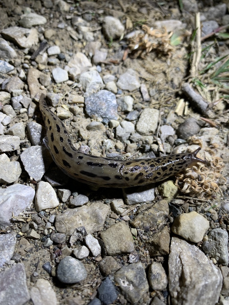 Leopard Slug from Bruce Peninsula National Park, Northern Bruce ...