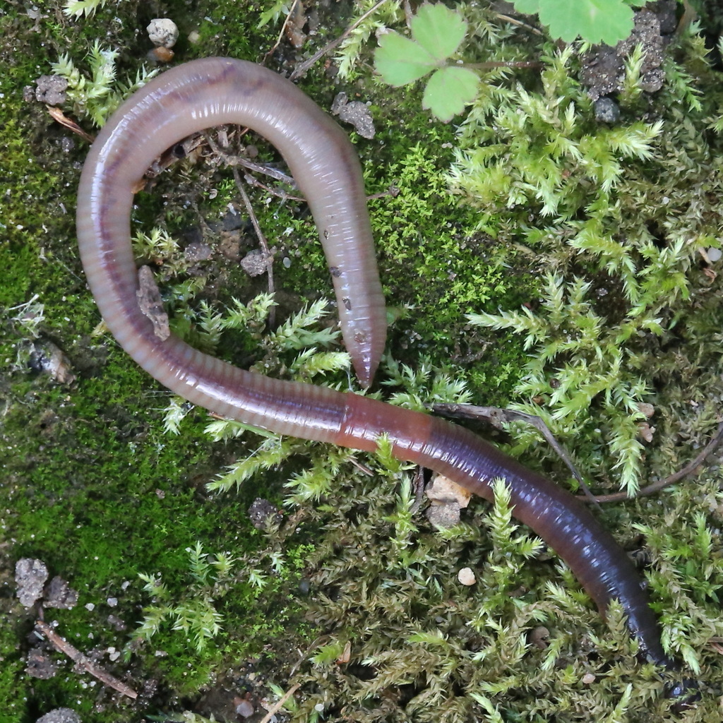 Common Earthworm from Рузский р-н, Московская обл., Россия on July 1 ...