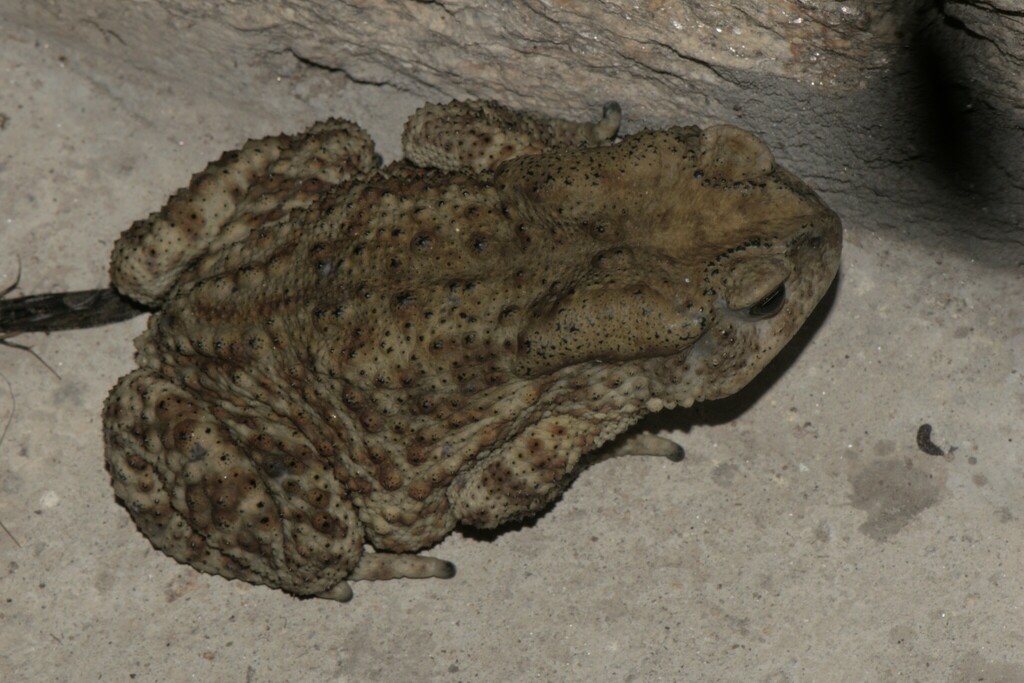 Himalayan Toad from Sarmoli Village, Munsiari, Pithoragarh, Uttarakhand ...
