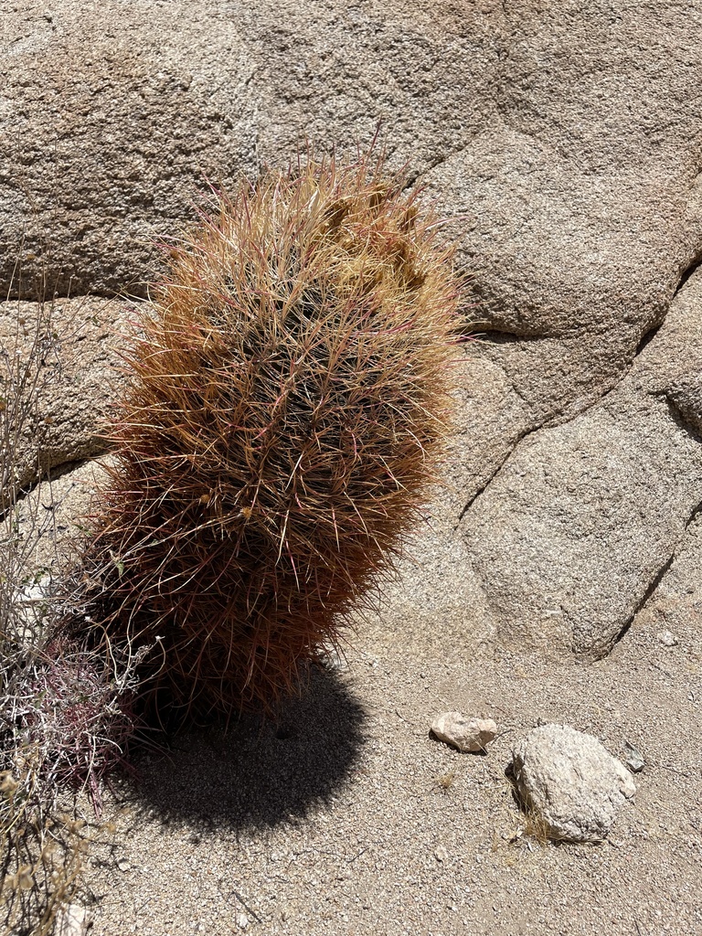 California Barrel Cactus from Joshua Tree National Park, Joshua Tree ...