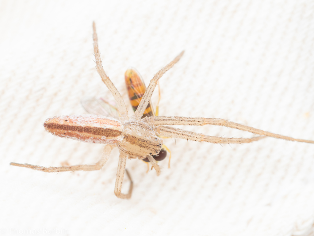 Oblong Running Spider from Oak Bay, BC, Canada on July 12, 2023 at 01: ...