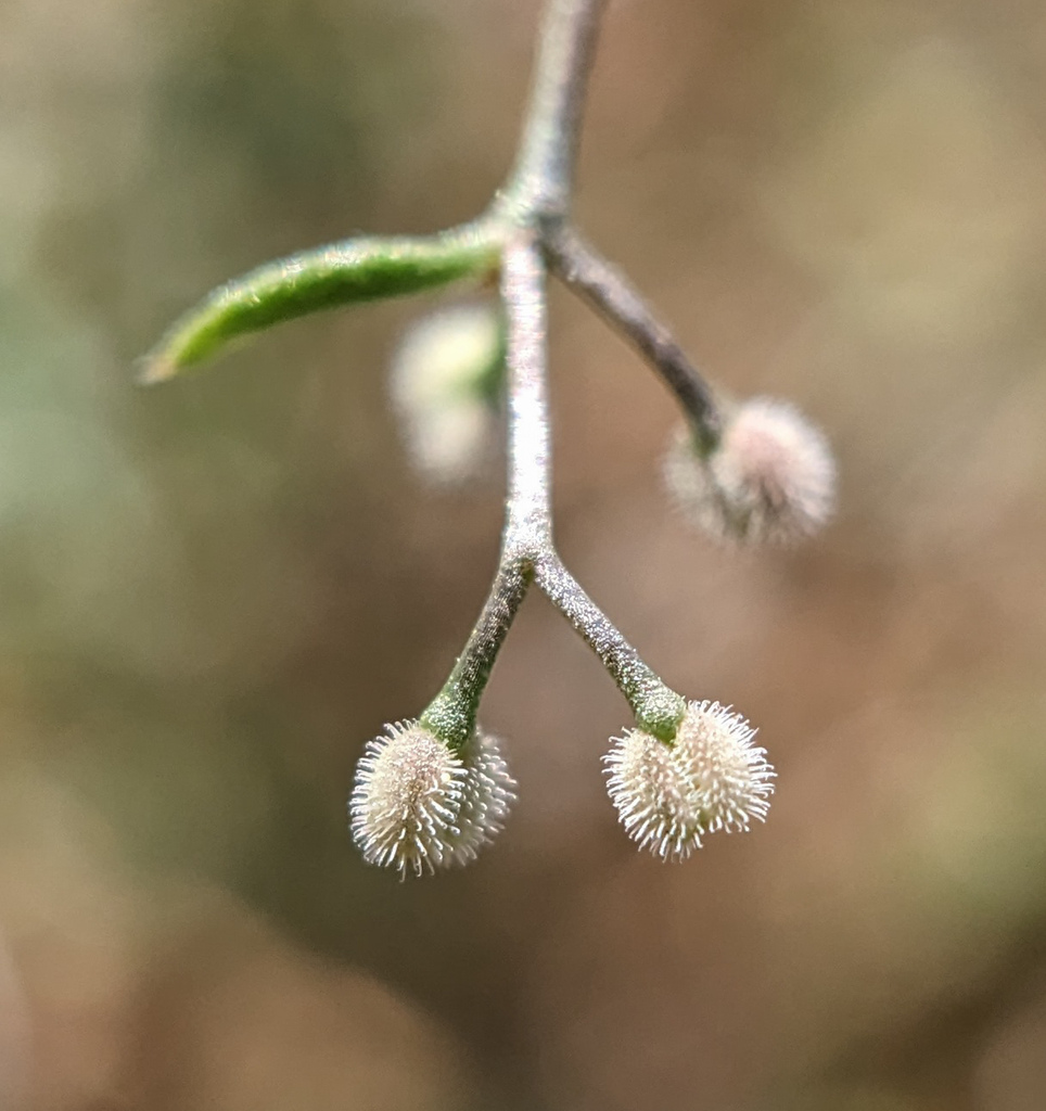 Wall Bedstraw from Claremont, CA, USA on July 9, 2023 at 08:47 AM by ...