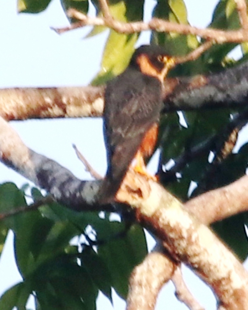 Bat Falcon from Cirandeira Bela, Manacapuru, Amazonas, 69400-000 ...