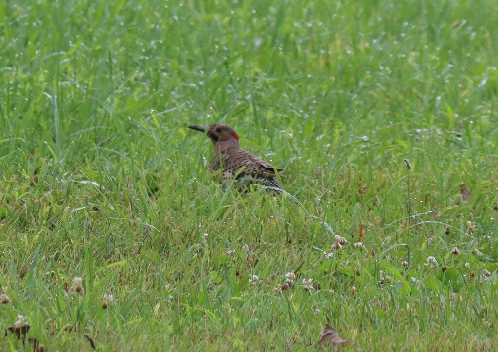 Northern Flicker from Windsor, CT, USA on July 14, 2023 at 07:57 AM by ...