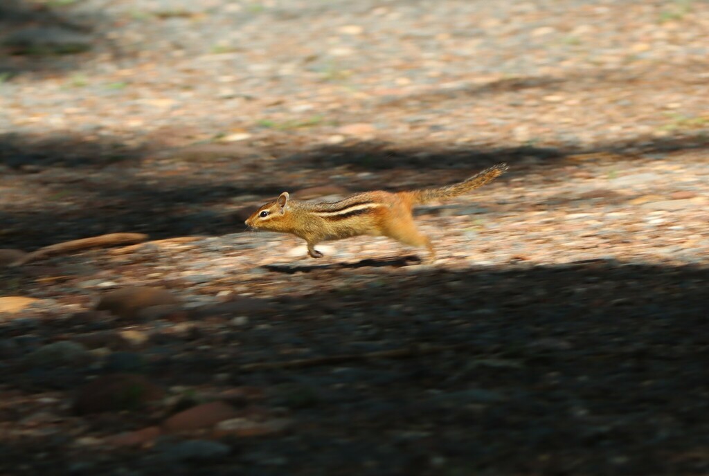 Eastern Chipmunk from Windsor, CT, USA on July 14, 2023 at 03:28 PM by ...