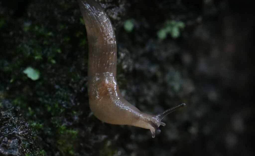 Smooth Land Slugs from Windsor, CT, USA on July 14, 2023 at 03:51 PM by ...