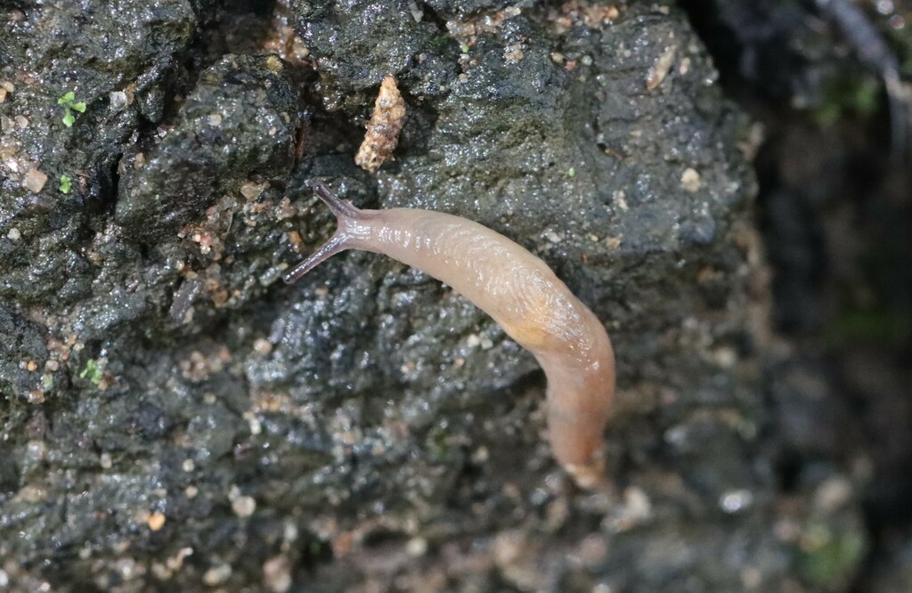 Smooth Land Slugs from Windsor, CT, USA on July 14, 2023 at 03:58 PM by ...
