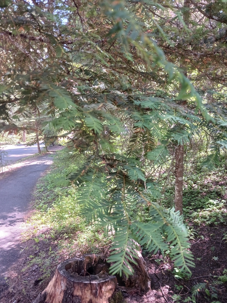 Pacific yew from Meacham, OR 97859, USA on July 14, 2023 at 02:10 PM by ...
