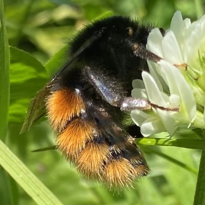 Alpine Bumble Bee in July 2023 by Dag Endresen · iNaturalist