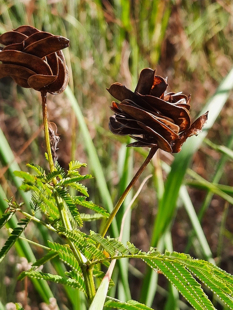 Illinois bundleflower from Tarrant County, US-TX, US on July 6, 2023 at ...