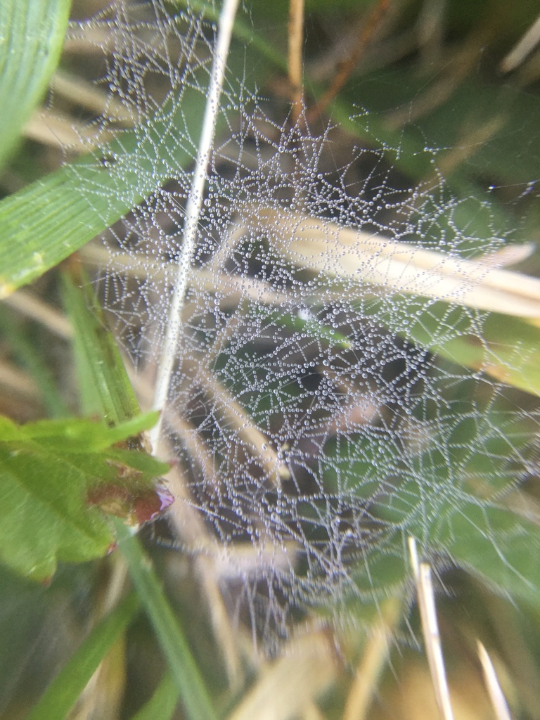 Bowl-and-doily Spider in July 2023 by Matthew Lindsey. Web-constructor seen but not photographed ...