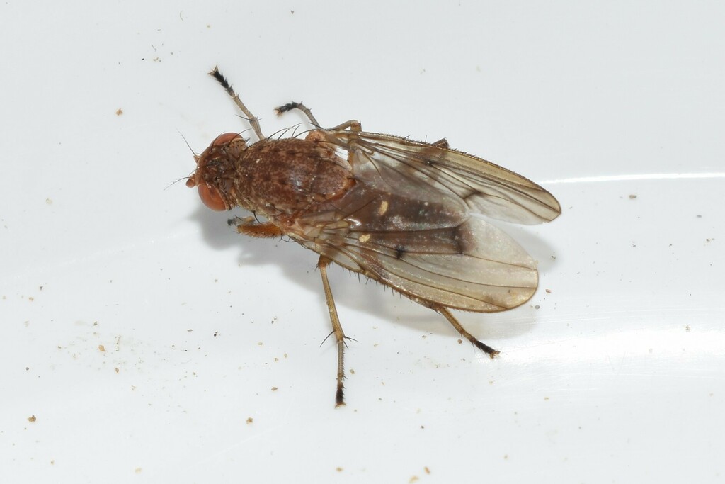 Suillia from North Aegean Region, Greece on July 8, 2023 at 12:39 AM by ...