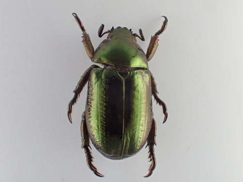 Pelidnota glabra · iNaturalist